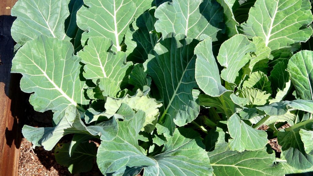 Make Sukuma Wiki and Terere without Overcooking: A Guide to Perfect ...