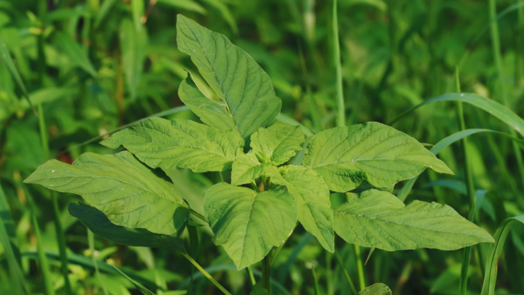 Make Sukuma Wiki and Terere without Overcooking: A Guide to Perfect ...