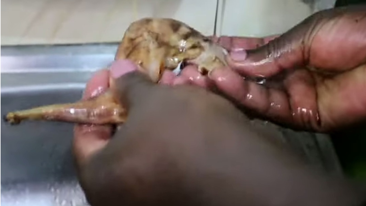 Rabbit Meat Wet Fry: A Delicate and Flavorful Dish